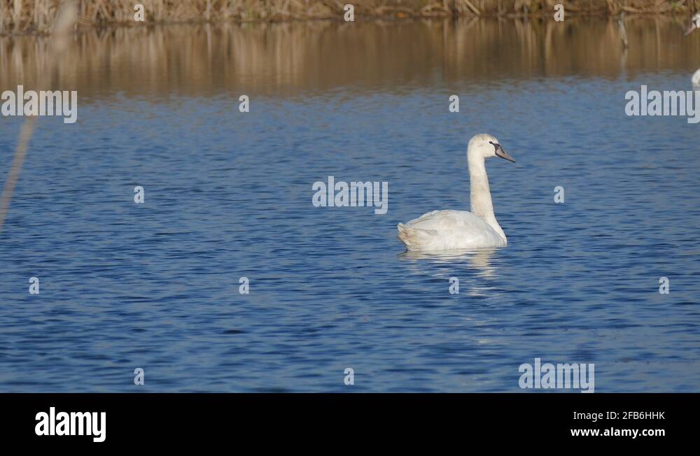 Living freely Stock Videos & Footage - HD and 4K Video Clips - Alamy