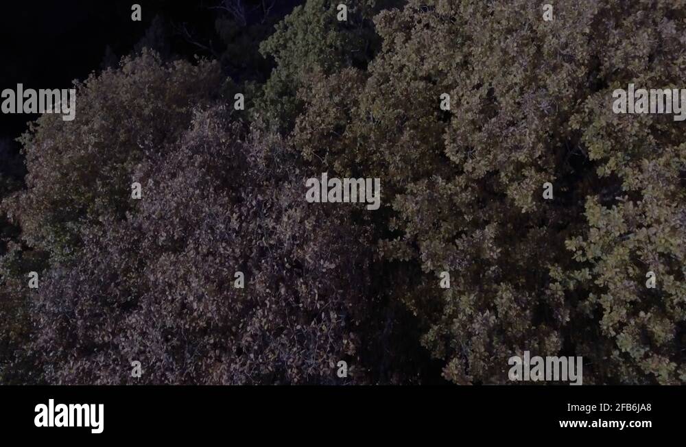 Looking into a tree canopy Stock Videos & Footage - HD and 4K Video ...
