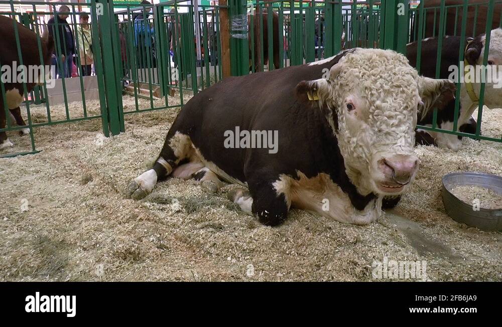 Bull in agriculture Stock Videos & Footage - HD and 4K Video Clips - Alamy