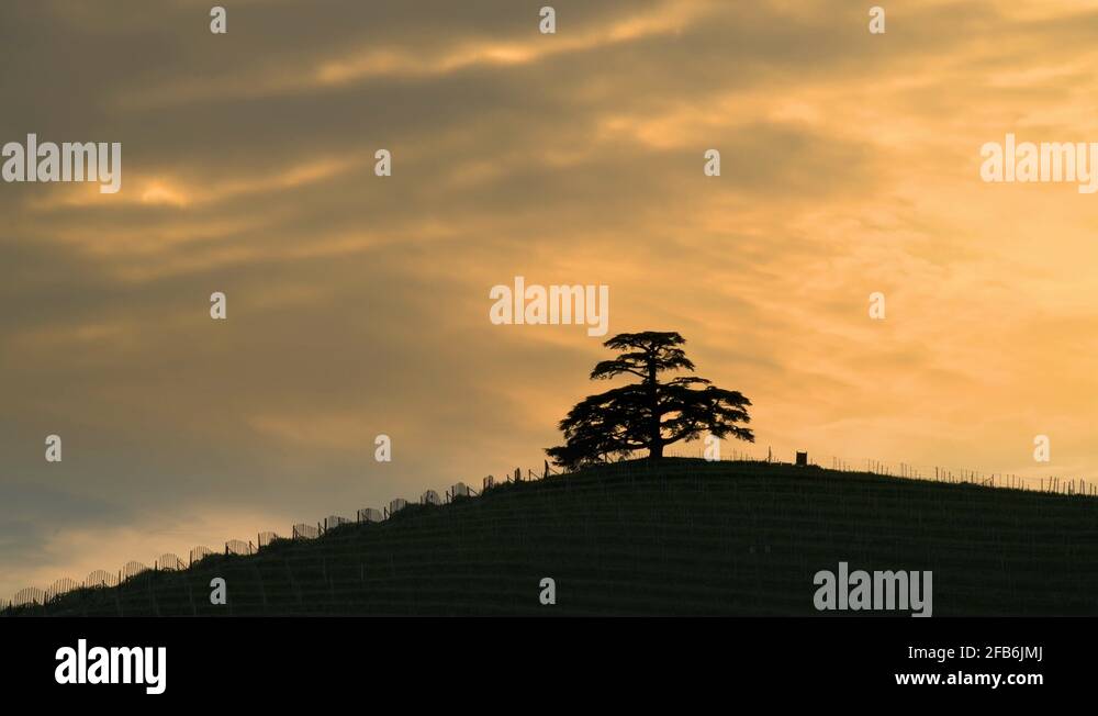 Lebanon cedar tree Stock Videos & Footage - HD and 4K Video Clips - Alamy