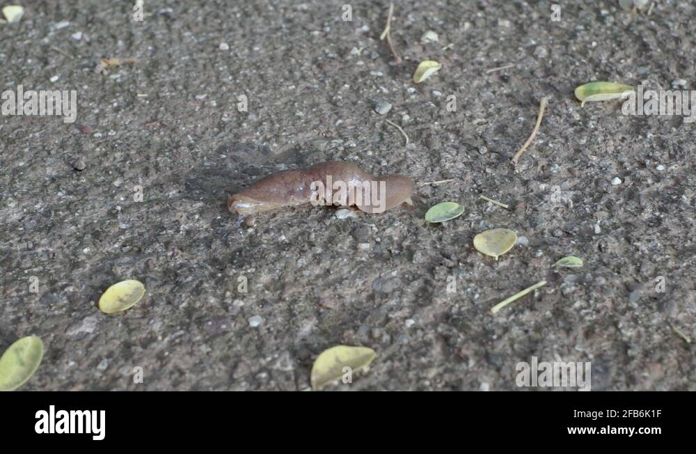 Slug trails Stock Videos & Footage - HD and 4K Video Clips - Alamy