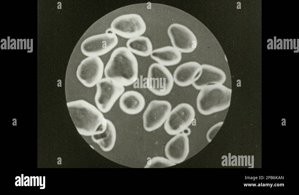 Microscopic view cells Stock Videos & Footage - HD and 4K Video Clips ...