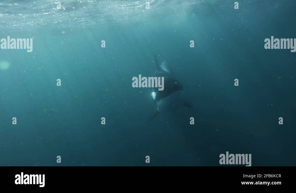 Wild orca underwater Stock Videos & Footage - HD and 4K Video Clips - Alamy