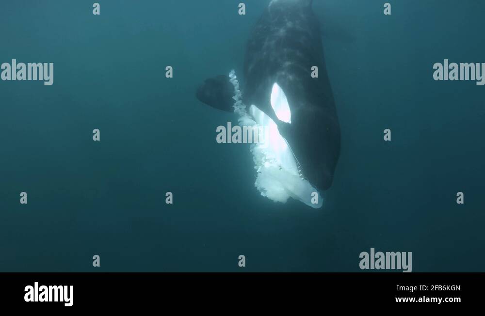 Orca underwater Stock Videos & Footage - HD and 4K Video Clips - Alamy