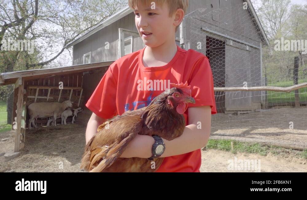 Boy holding chicken Stock Videos & Footage - HD and 4K Video Clips - Alamy