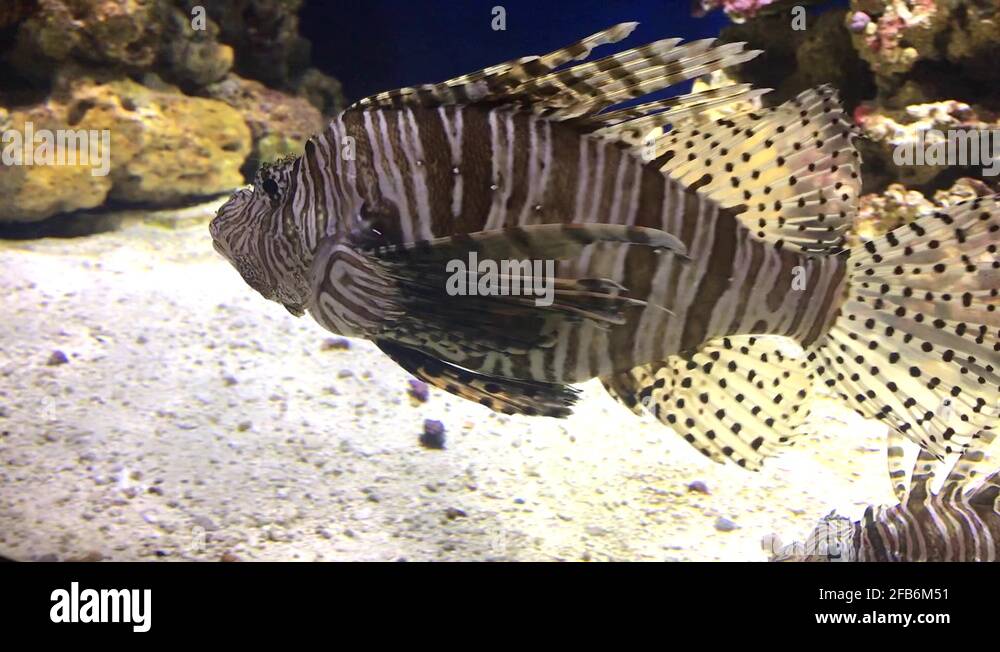 Cycloid fish scales Stock Videos & Footage - HD and 4K Video Clips - Alamy