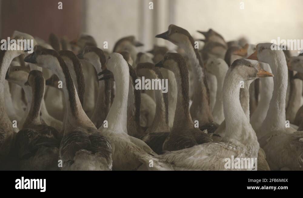 Geese food domestic Stock Videos & Footage - HD and 4K Video Clips - Alamy