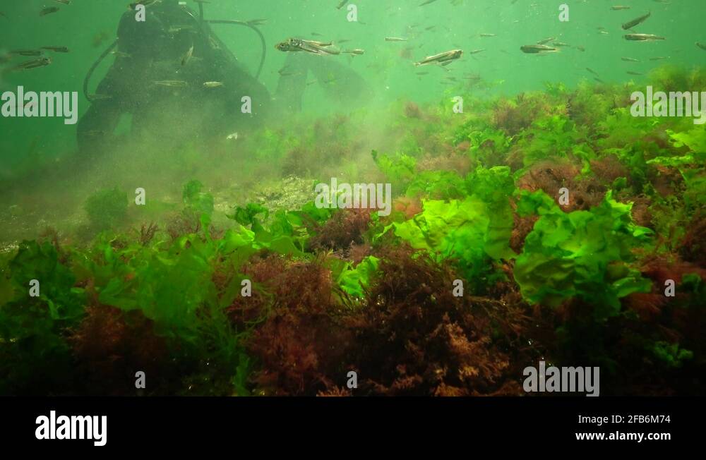 Underwater photosynthesis Stock Videos & Footage - HD and 4K Video ...