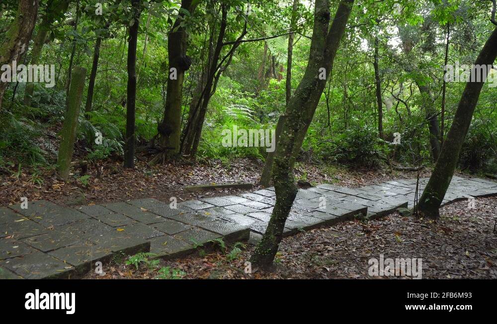 Wet stone path Stock Videos & Footage - HD and 4K Video Clips - Alamy