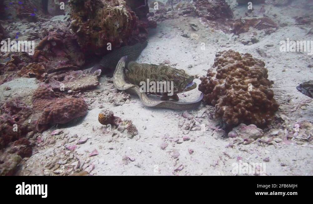 Beautiful and scary White-Eyed Moray Eel showing its teeth and how ...