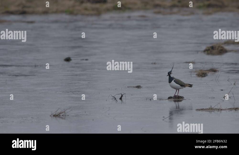 Breeding lapwing Stock Videos & Footage - HD and 4K Video Clips - Alamy