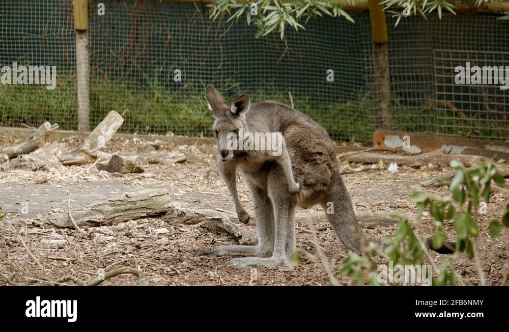 Victorian wildlife Stock Videos & Footage - HD and 4K Video Clips - Alamy