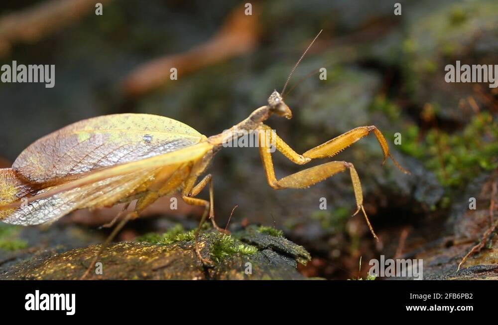 Leaf mimic praying mantis Stock Videos & Footage - HD and 4K Video ...