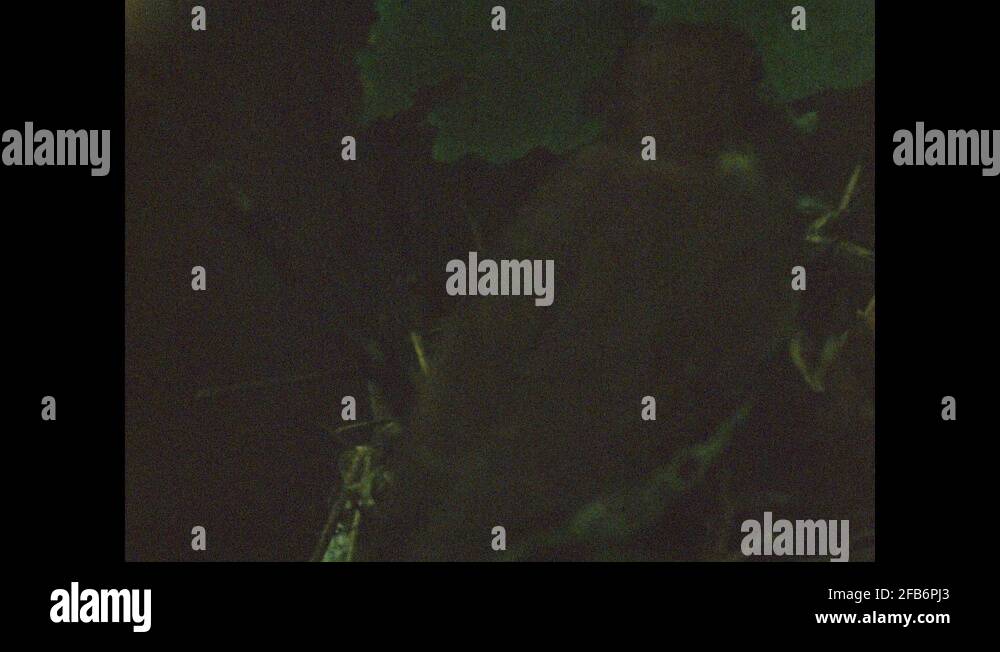 Brood birds Stock Videos & Footage - HD and 4K Video Clips - Alamy