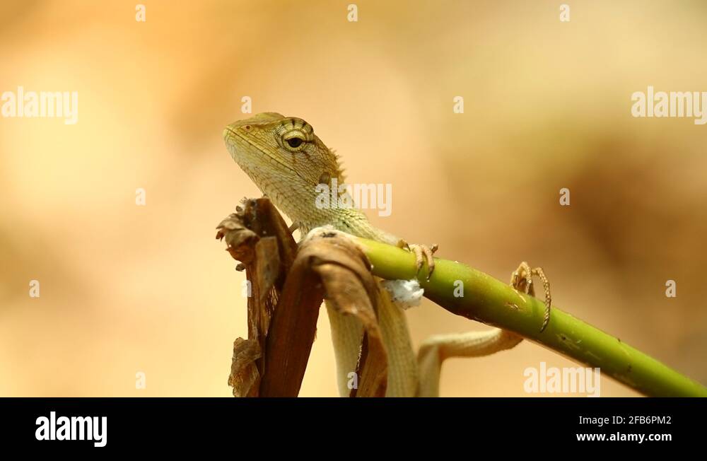 Family the lizard Stock Videos & Footage - HD and 4K Video Clips - Alamy
