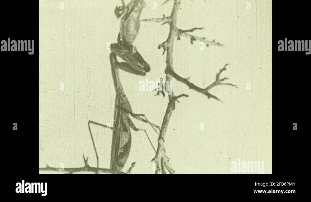 1930s: Praying Mantis holds up small frog in hands. Mantis tries to eat ...