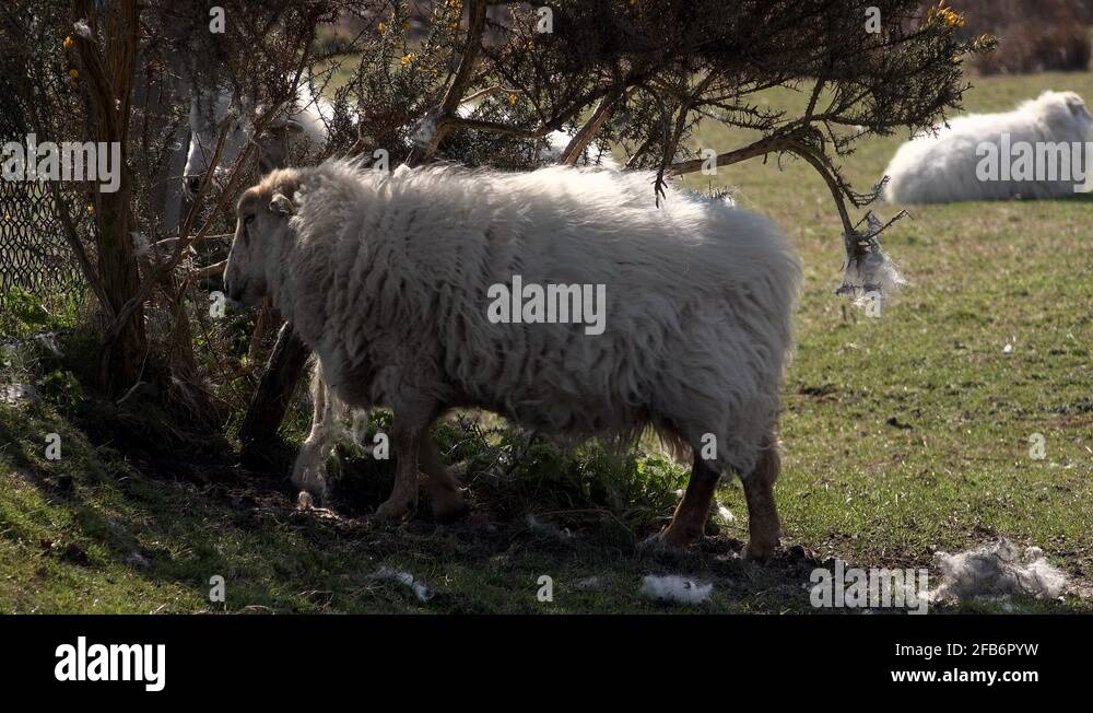 Itchy sheep Stock Videos & Footage - HD and 4K Video Clips - Alamy