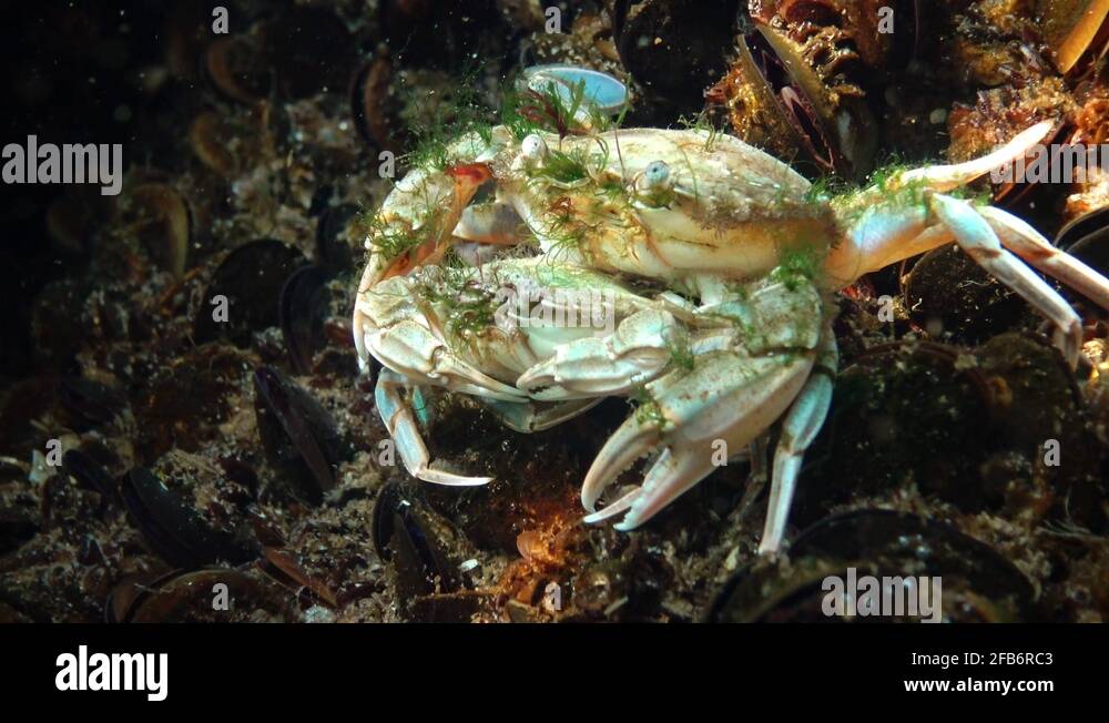 Reproduction of crabs (Liocarcinus holsatus). Male and female before ...