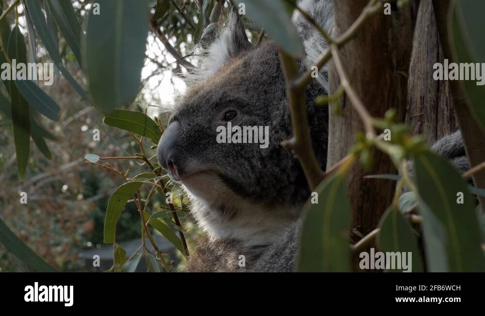 Native Australian Koala in a eucalyptus tree. The sleepy marsupial is ...
