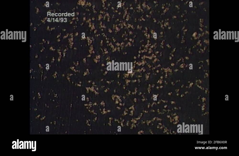 1990s: View of samples under microscope show variety of plankton Stock ...