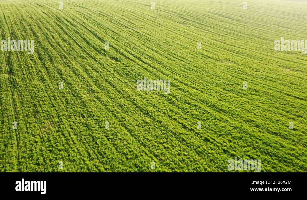 Verdant plantations Stock Videos & Footage - HD and 4K Video Clips - Alamy