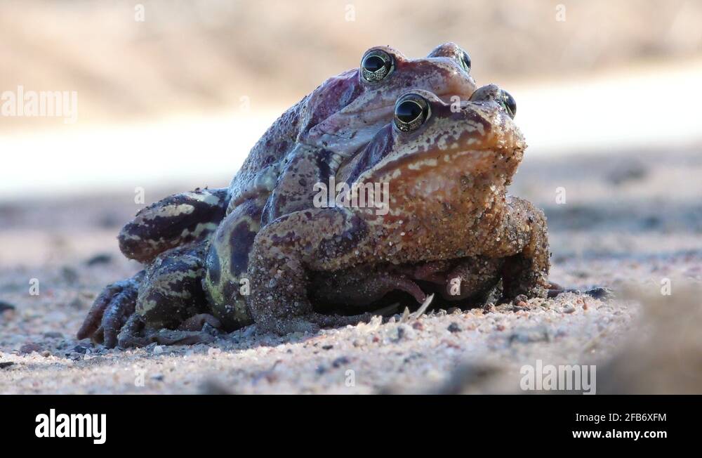 Cane toads mating Stock Videos & Footage - HD and 4K Video Clips - Alamy