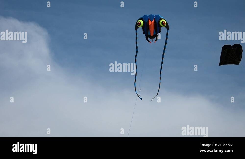 Different tails Stock Videos & Footage - HD and 4K Video Clips - Alamy