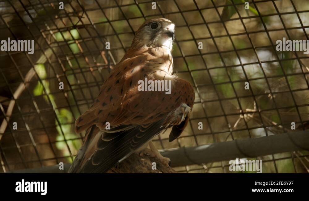 Captive raptor Stock Videos & Footage - HD and 4K Video Clips - Alamy