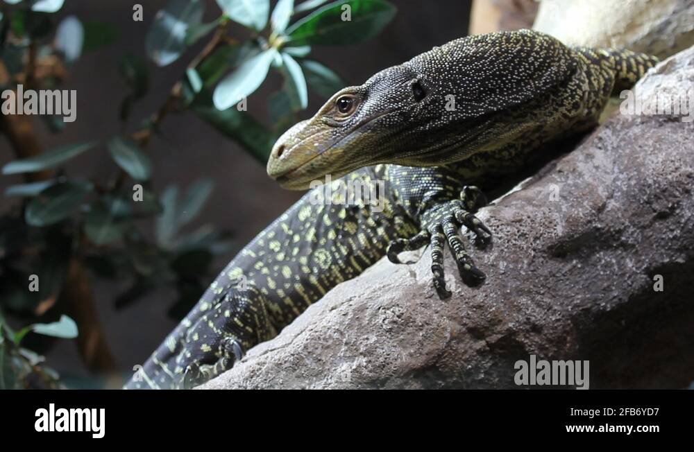 Crocodile tree Stock Videos & Footage - HD and 4K Video Clips - Alamy