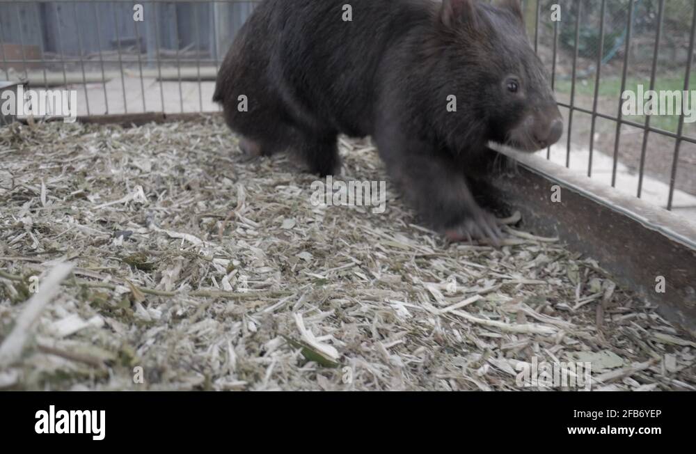 Common wombat australia Stock Videos & Footage - HD and 4K Video Clips ...
