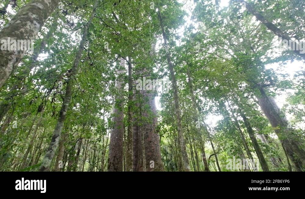 Kauri forest new zealand Stock Videos & Footage - HD and 4K Video Clips ...
