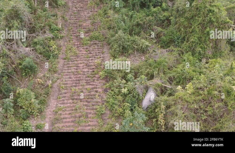 Jungle stairs Stock Videos & Footage - HD and 4K Video Clips - Alamy