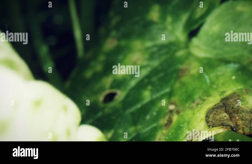 Bug eye Stock Videos & Footage - HD and 4K Video Clips - Alamy