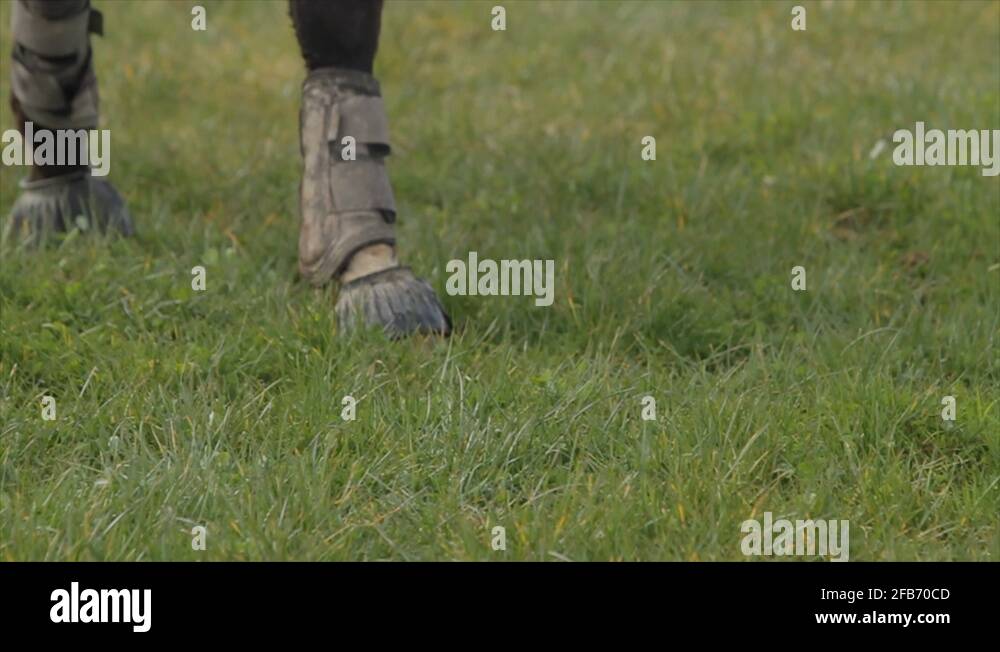 Grass protector Stock Videos & Footage - HD and 4K Video Clips - Alamy