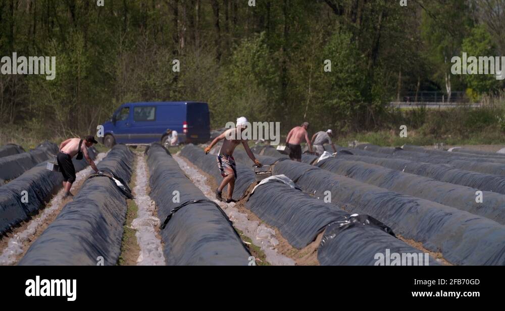 Polish migrant workers harvesting asparagus in the Netherlands Stock ...