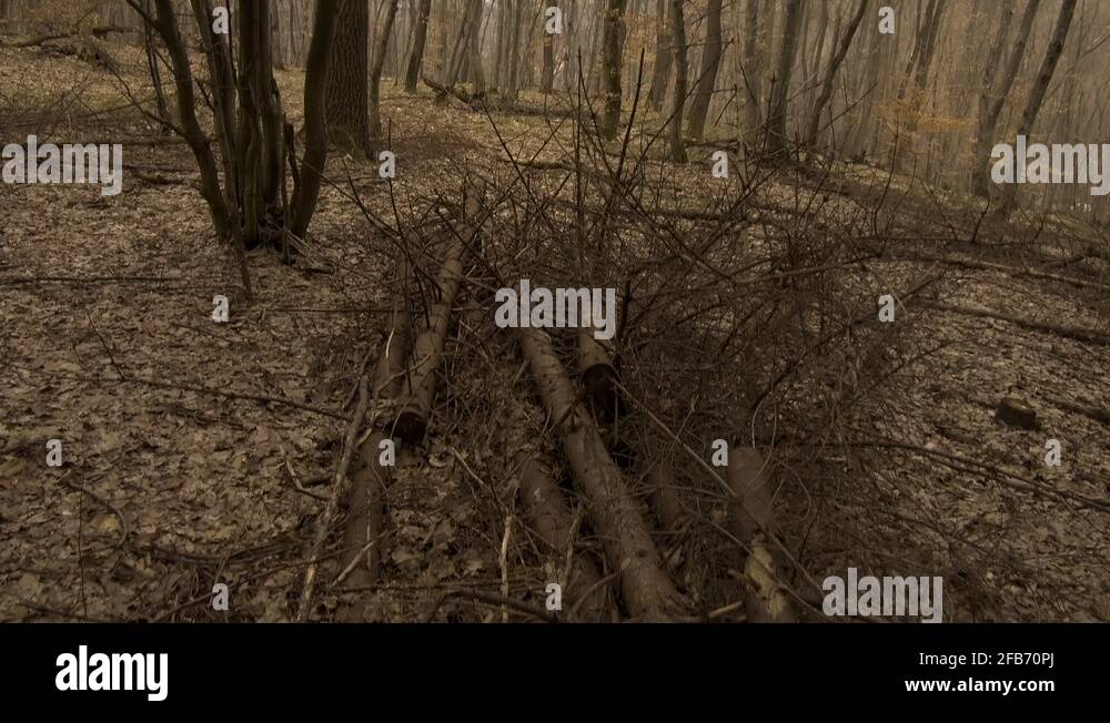 Pile of limbs and trees in the haunted forest, Hoia Baciu, in Romania ...