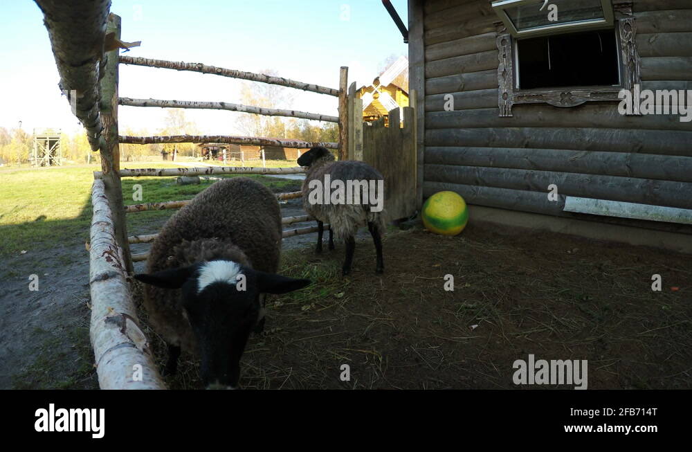 Zoo animals path Stock Videos & Footage - HD and 4K Video Clips - Alamy