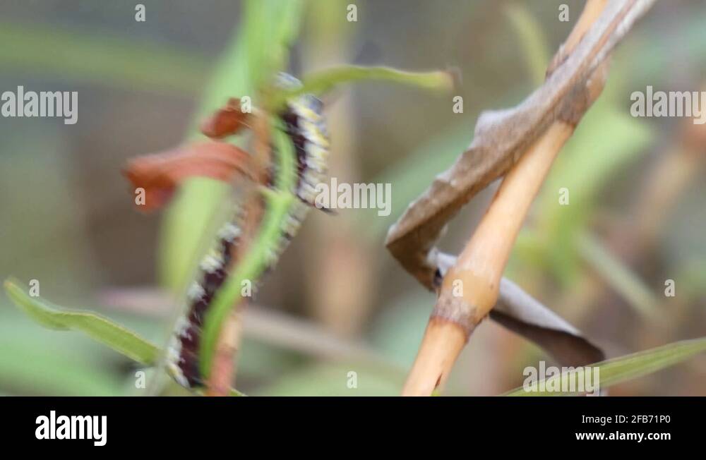 Caterpillar bus Stock Videos & Footage - HD and 4K Video Clips - Alamy
