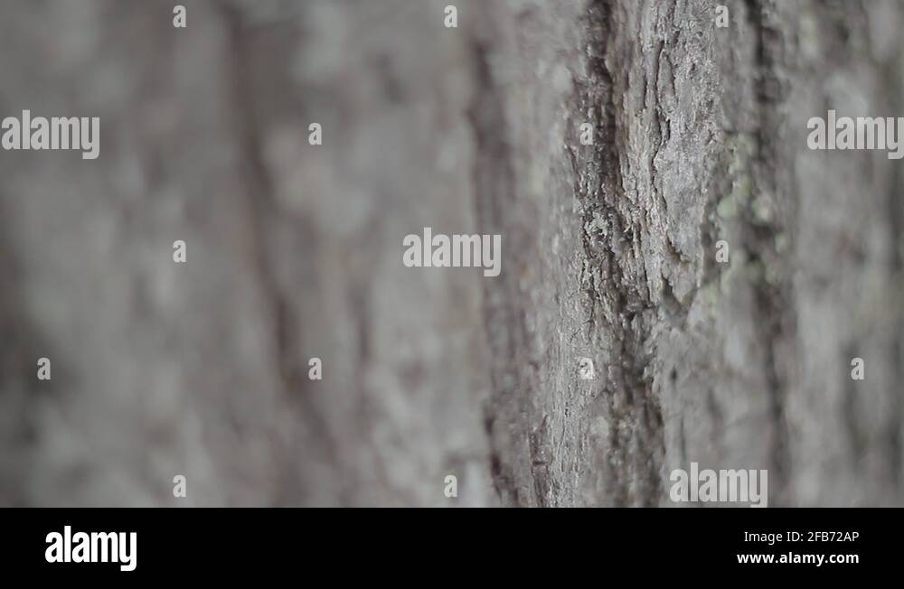 Close up tree Stock Videos & Footage - HD and 4K Video Clips - Alamy