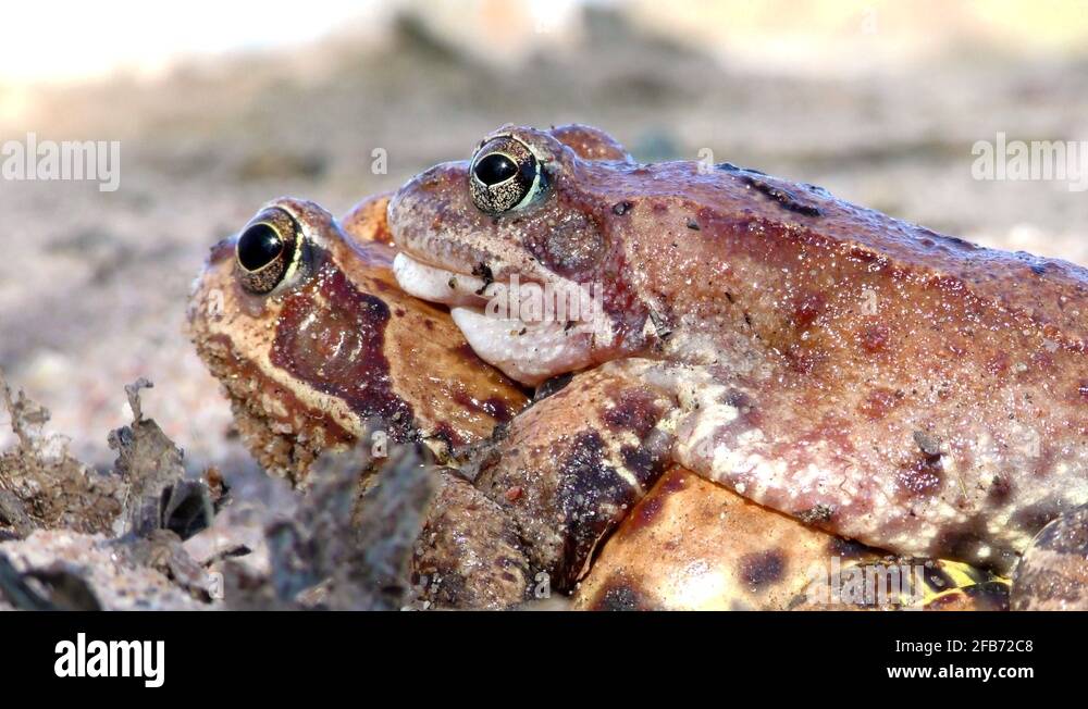 Mating toads for reproduction in 4K Stock Video Footage - Alamy