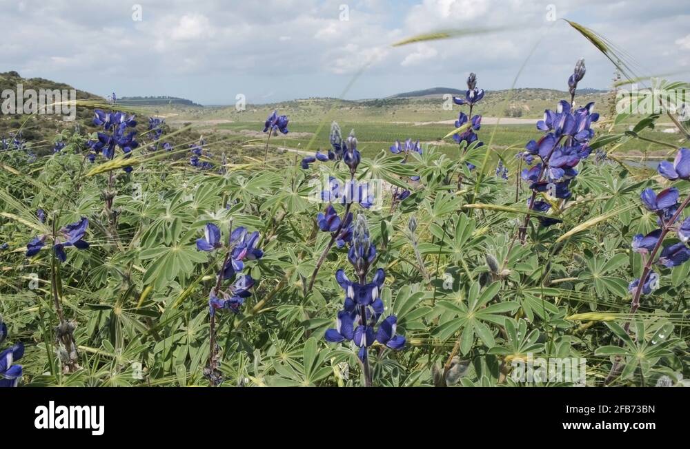 Lupin lupins Stock Videos & Footage - HD and 4K Video Clips - Alamy