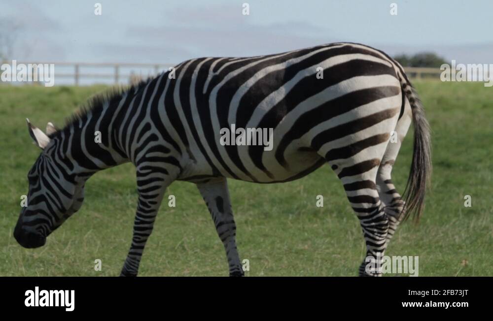 Zebra wildlife Stock Videos & Footage - HD and 4K Video Clips - Alamy