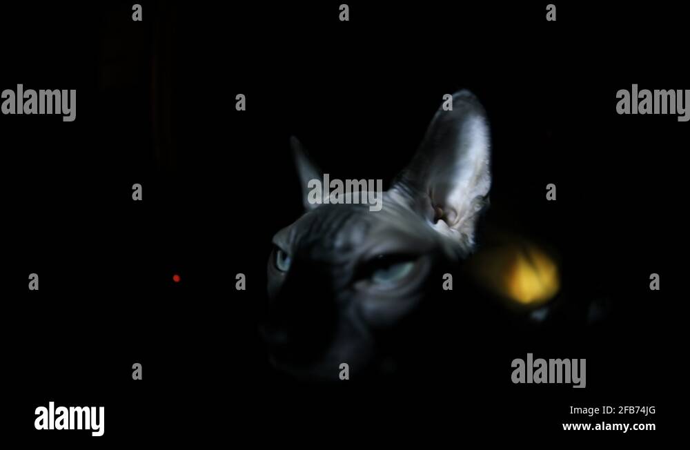 Close-up view of amazing hairless sphynx cat watching torch light ...