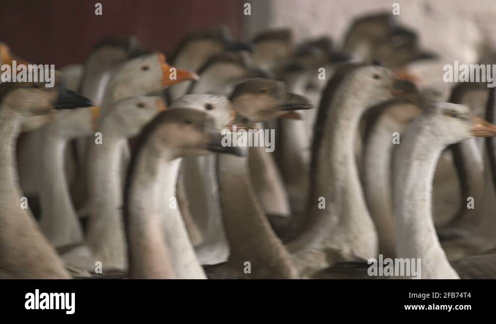 Anxious bird Stock Videos & Footage - HD and 4K Video Clips - Alamy