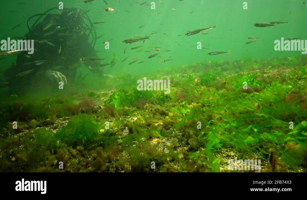 Photosynthesis in the sea, underwater landscape, fish Atherina pontica ...