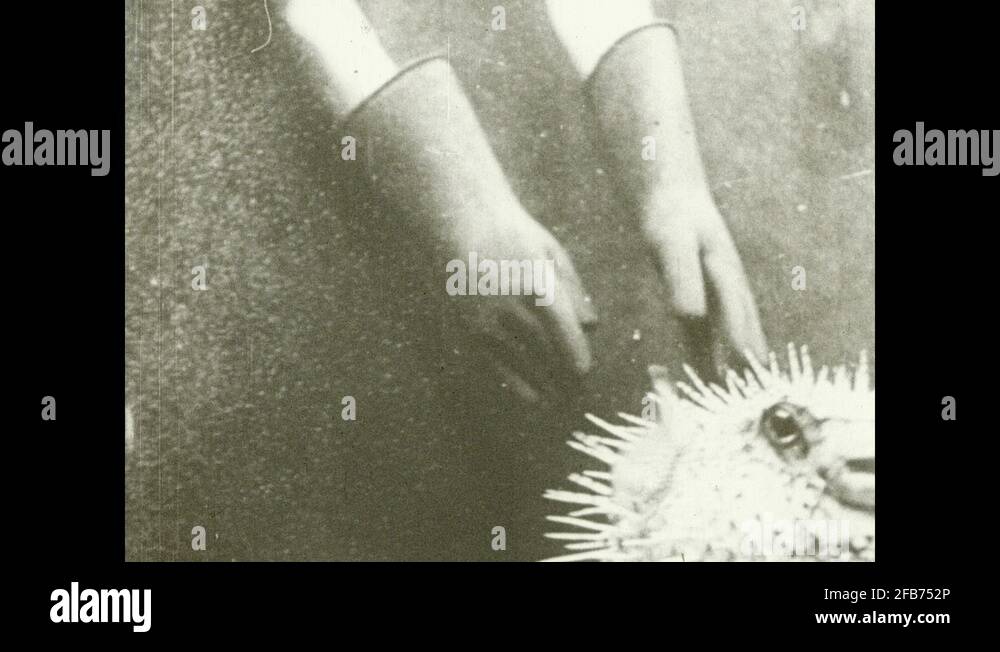 1930s: UNITED STATES: hands hold puffer fish in water. Hands squeeze ...