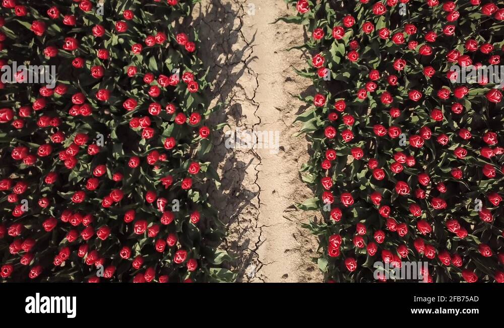 Red Tulip Flower fields in Holland - Aerial top down birds eye view ...