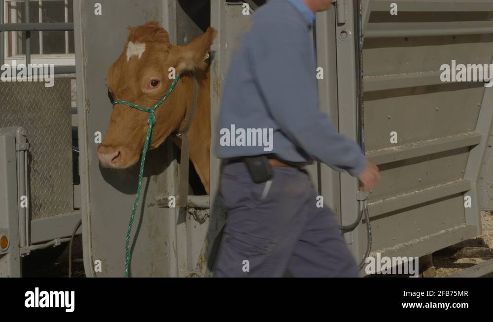 Cow setup in hoof trimming machine Stock Video Footage - Alamy