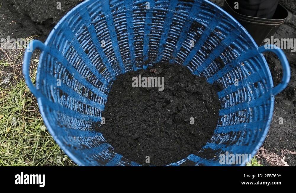 Stable Manure Farmyard Manure Cow manure Farmer making a Cow manure ...