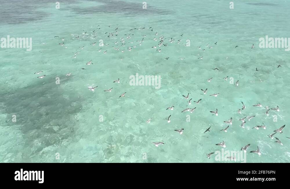 Birds that catch fish Stock Videos & Footage - HD and 4K Video Clips ...